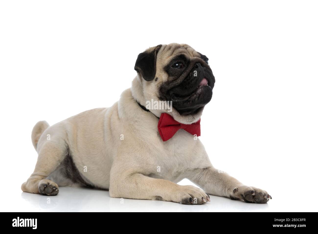 Sleepy pug panting while wearing a red bowtie and laying down on white ...