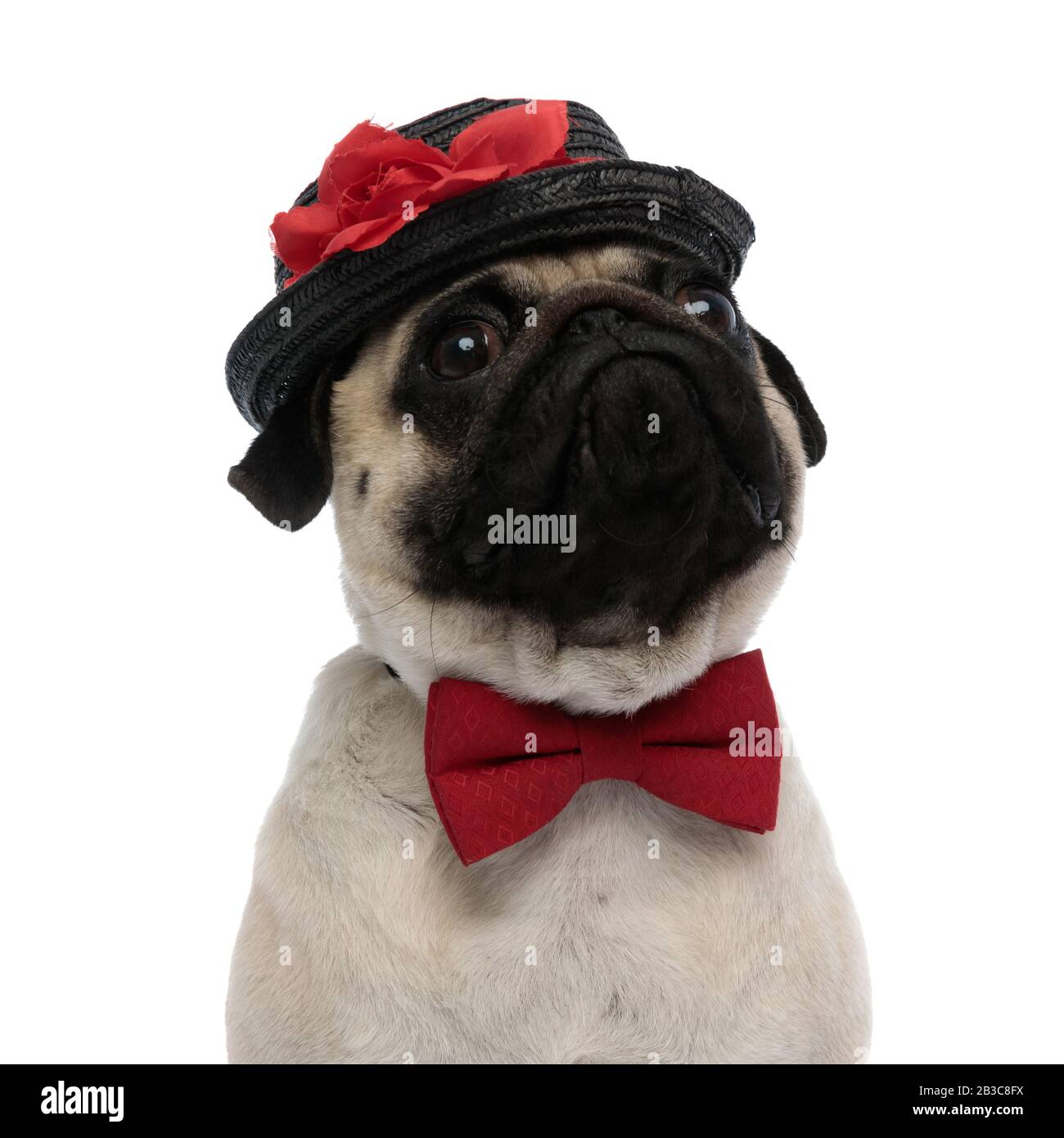 Close up of an upset pug looking up while wearing a red bowtie and a ...