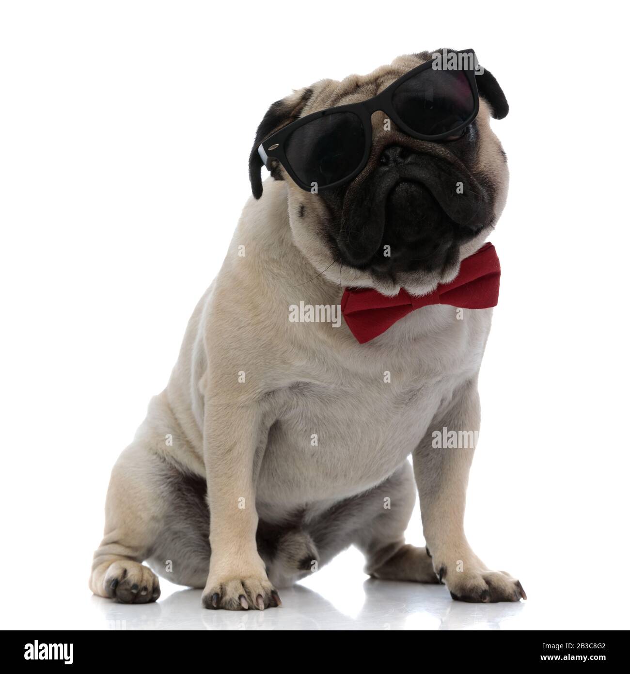 Brave pug wearing sunglasses and a red bowtie while sitting on white ...