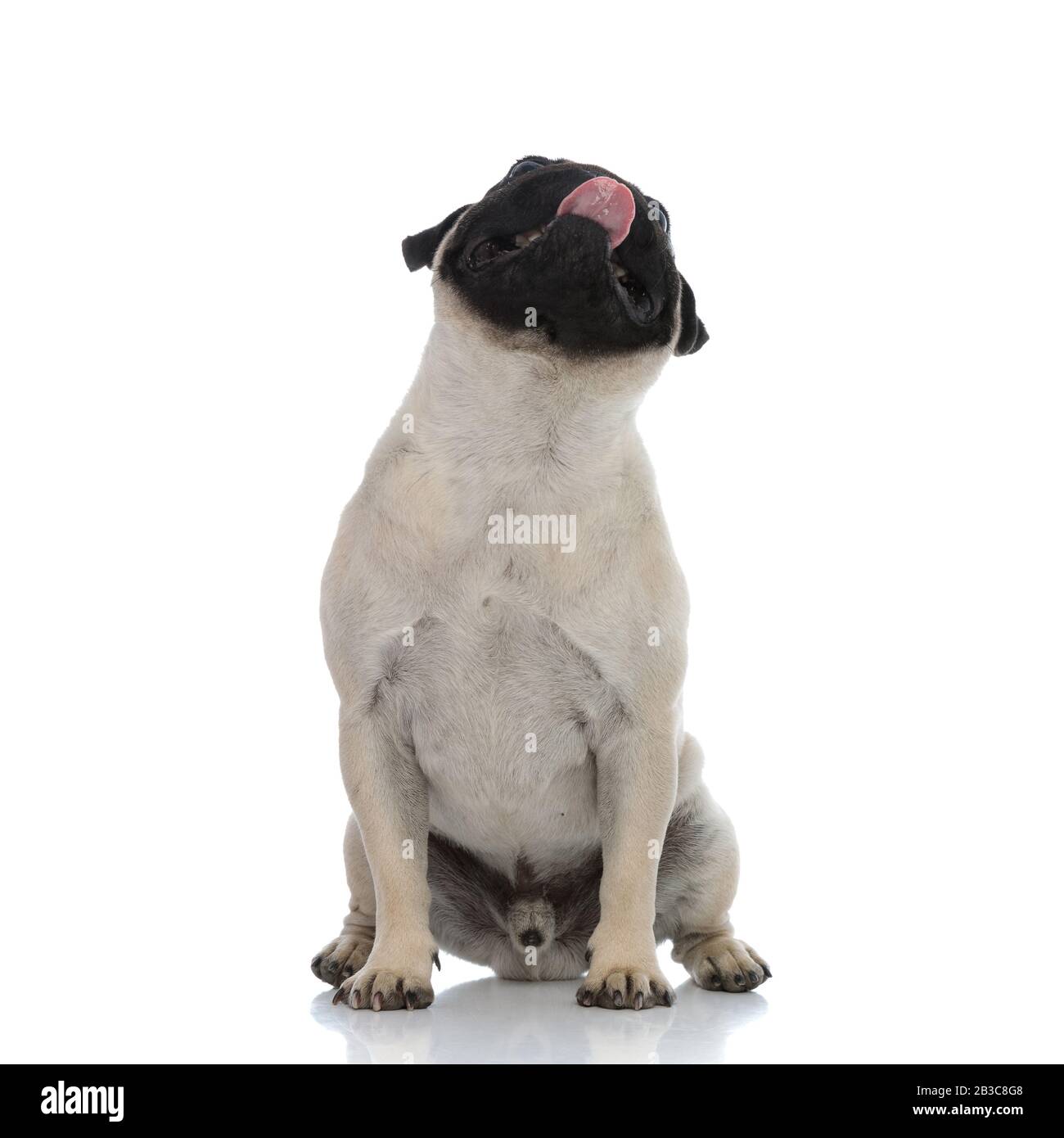 Lovely pug begging and panting while looking up and sitting on wite ...