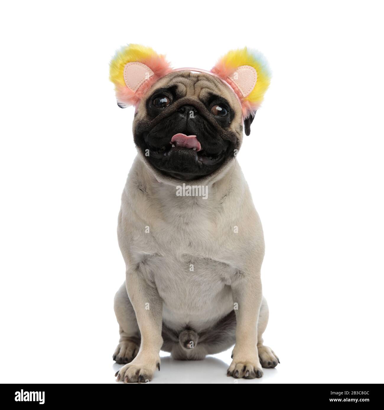 Cute pug panting and wearing a headband with colorful fluffy ears while ...