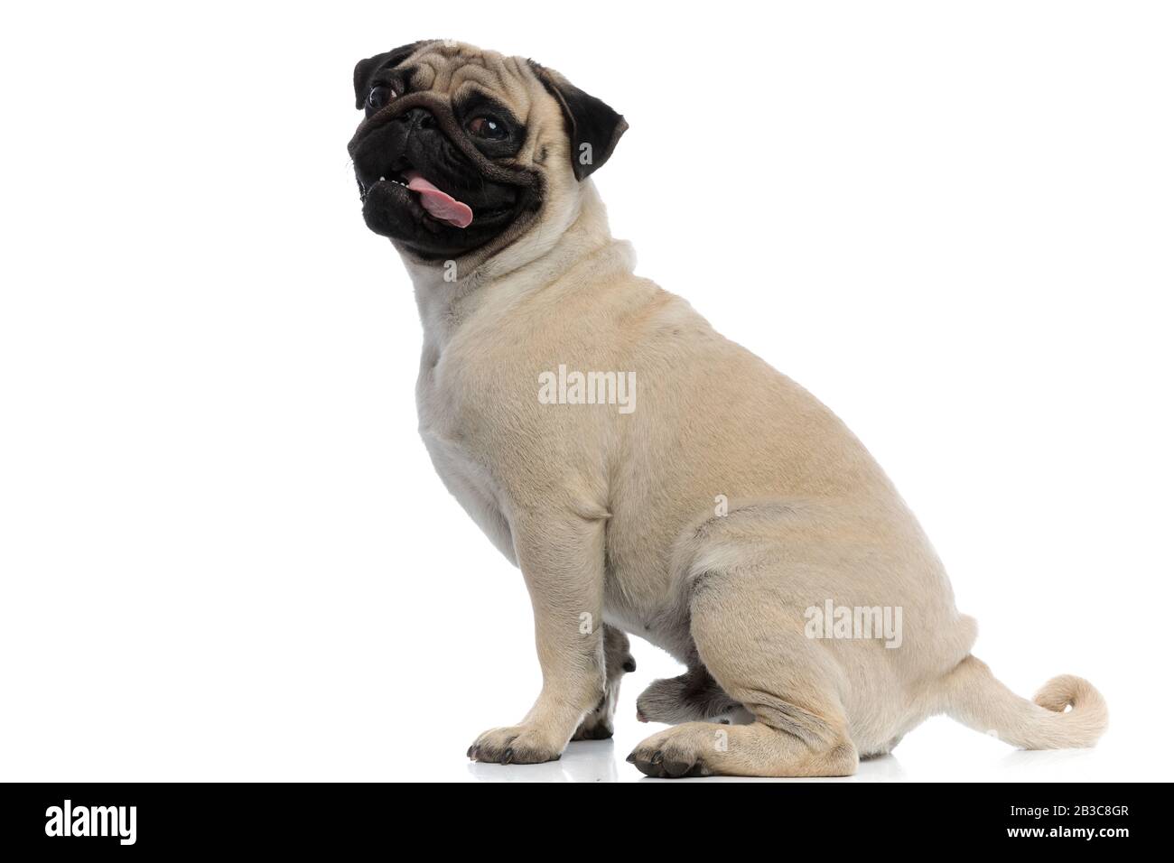 Side view of a clumsy pug panting and sitting on white studio ...