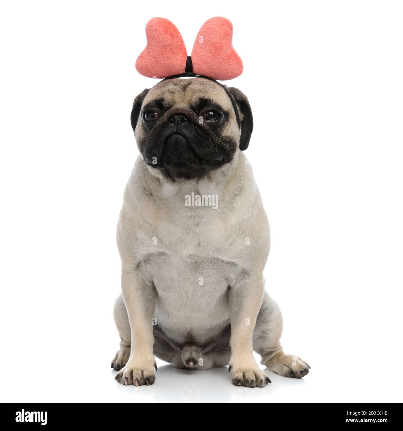 Upset pug wearing a headband with a pink bow while sitting on white ...