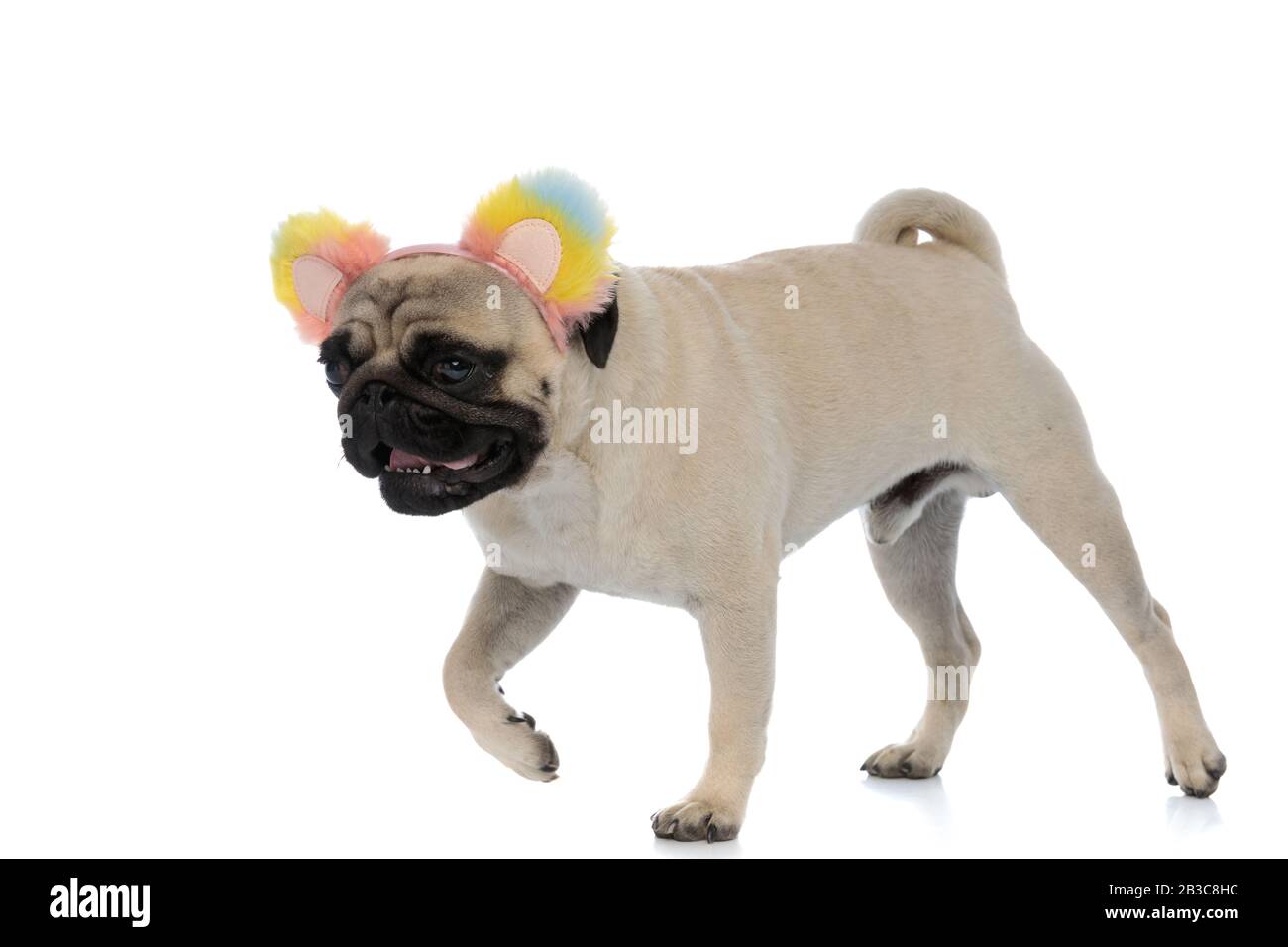 Exposed ears Cut Out Stock Images & Pictures - Alamy