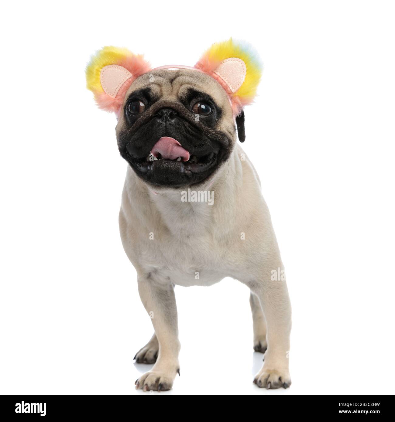 Lovely pug wearing colorful fluffy ears and panting while standing on ...