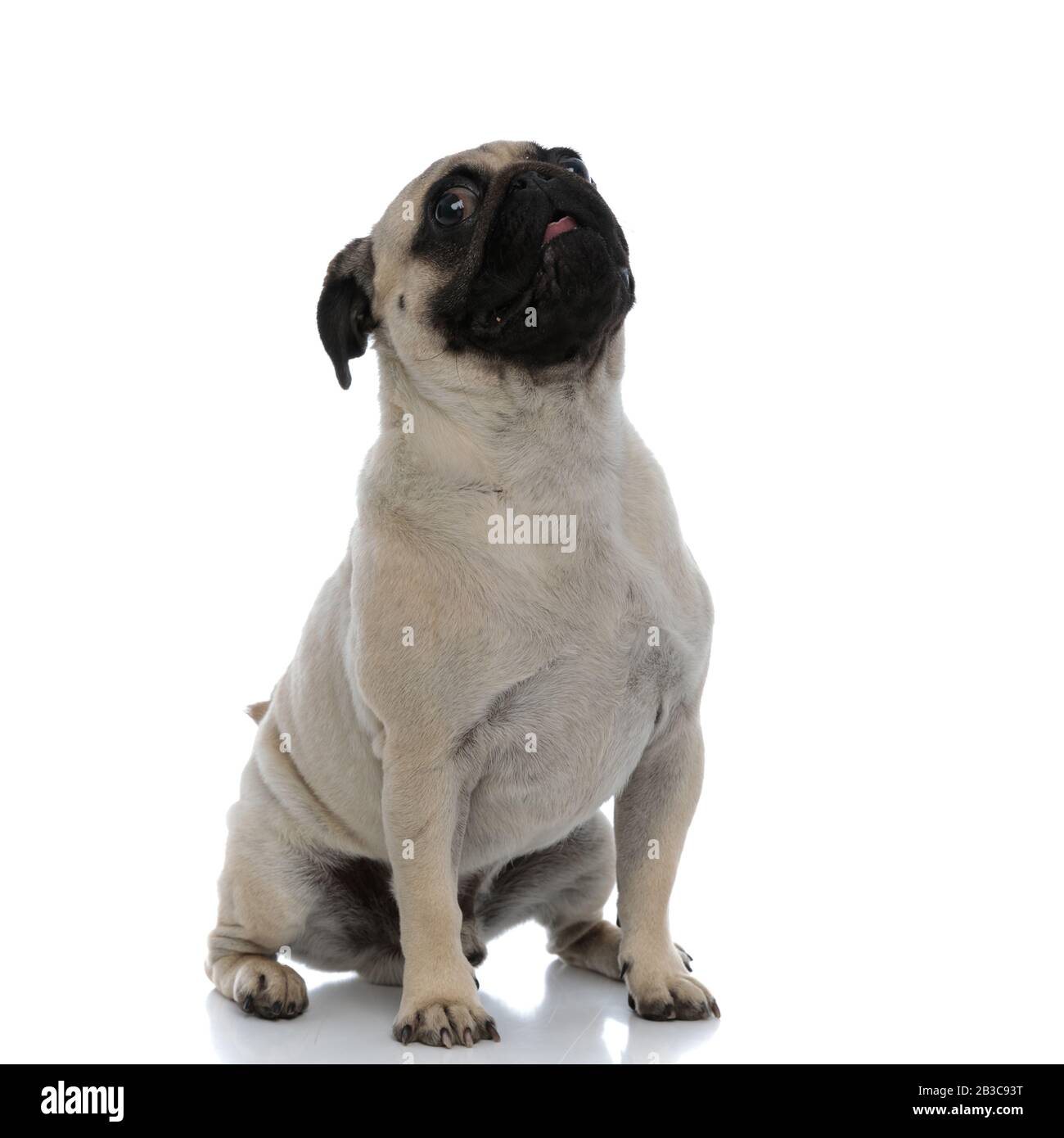 Adorable pug panting and begging while looking up and sitting on white ...