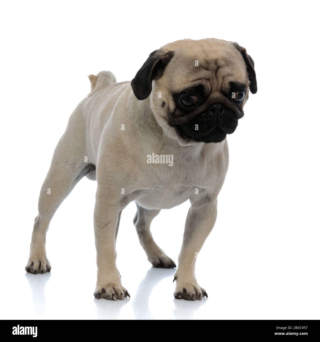 Focused pug Cut Out Stock Images & Pictures - Alamy