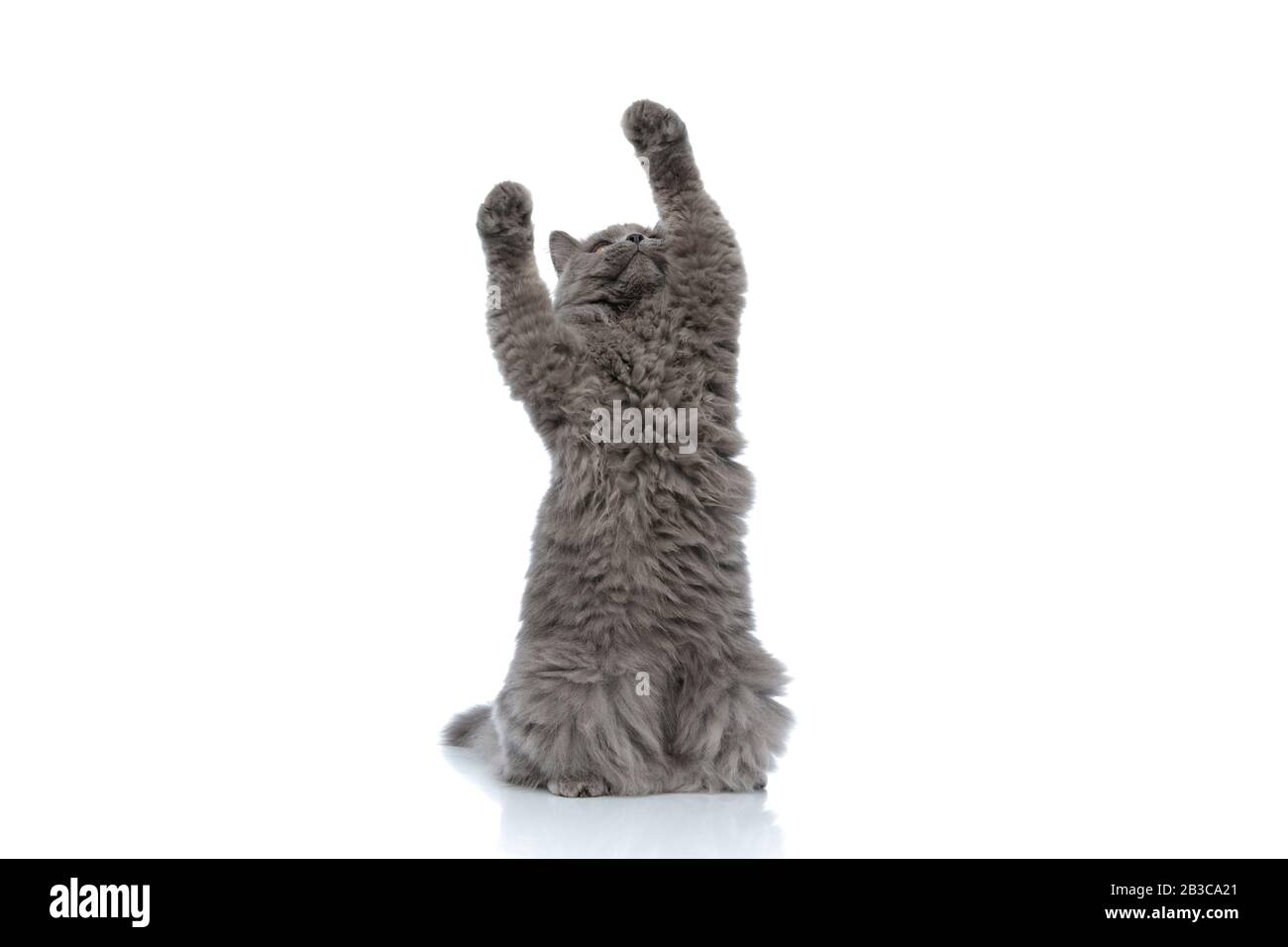 pretty british longhair cat with gray fur standing on hind legs and ...