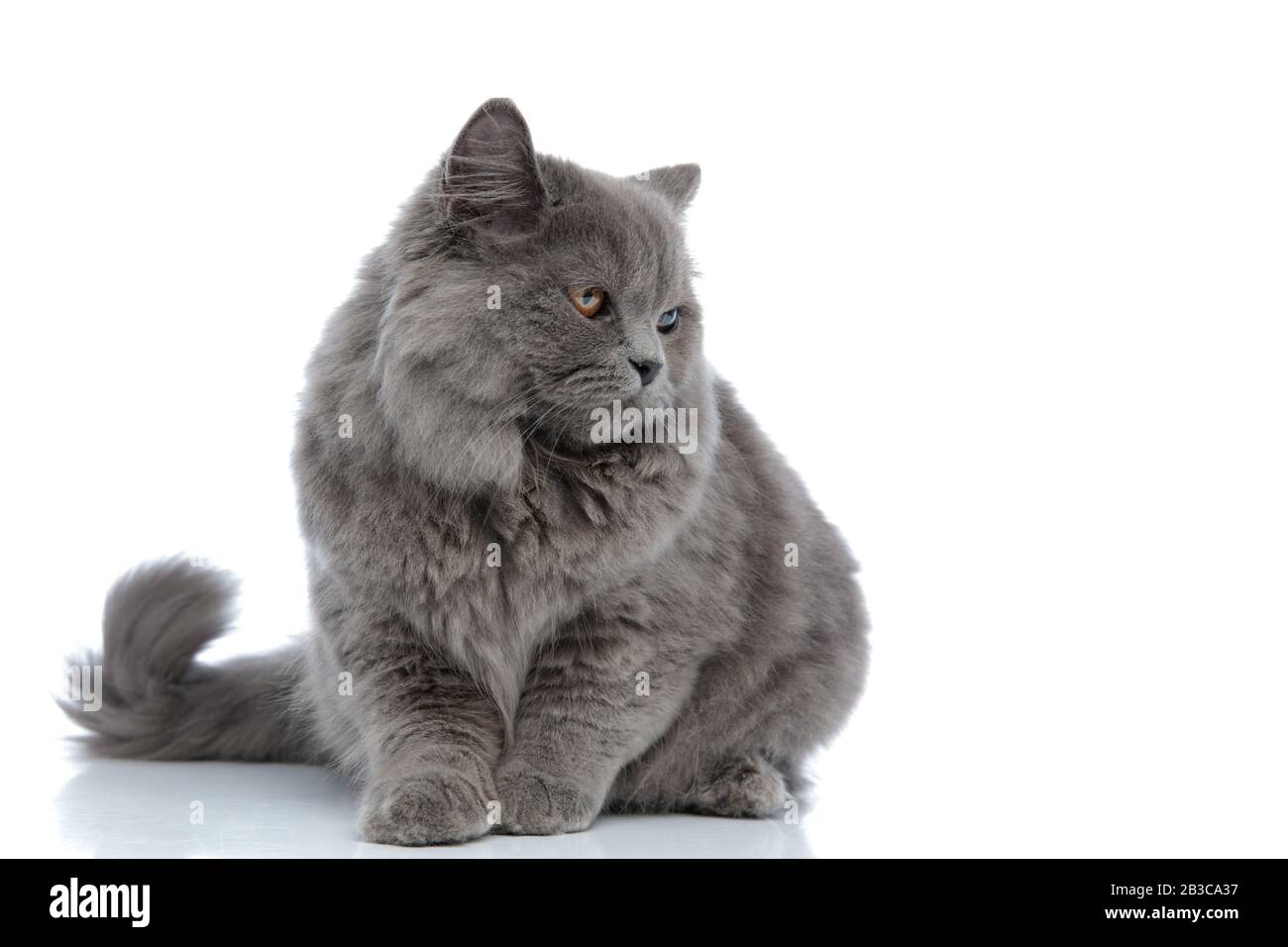 cute british longhair cat with gray fur lying down and looking aside sad against gray studio ...