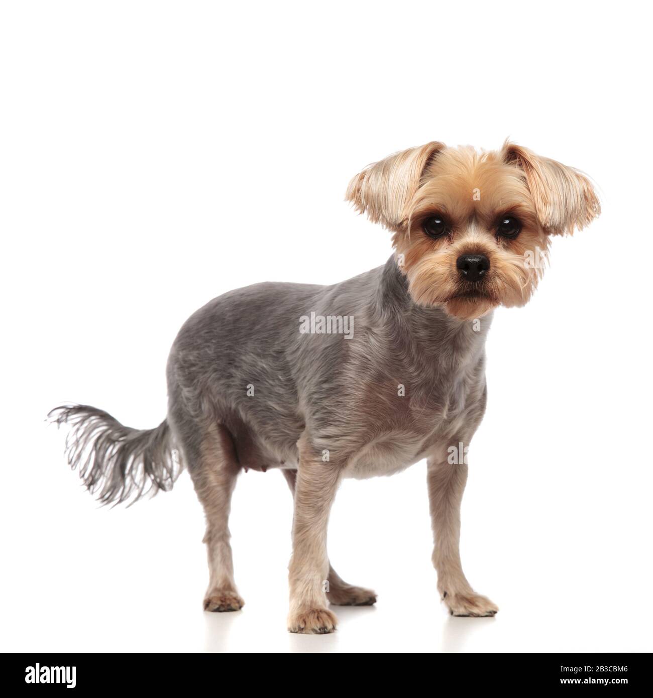 side view of cute yorkshire terrier standing isolated on white ...