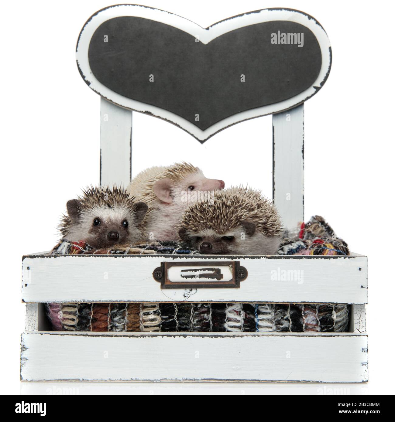 family of three hedgehogs sitting in a box with wool, sniffing and ...
