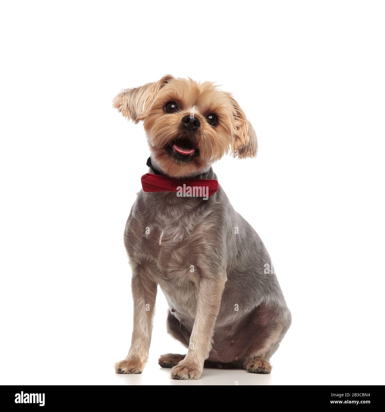 side view of adorable yorkshire terrier looking up and wearing red ...