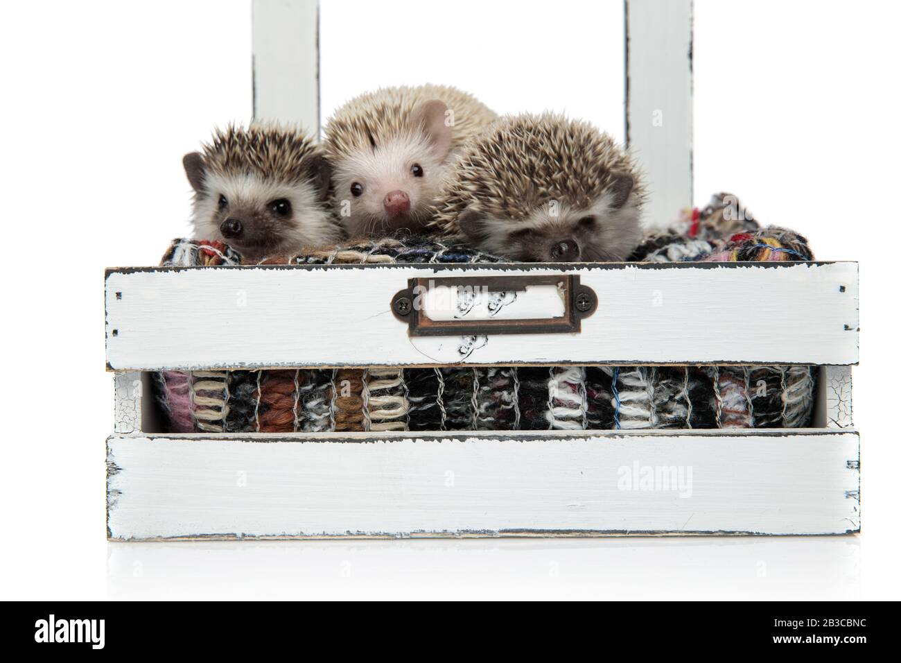 Hedgehogs family hi-res stock photography and images - Alamy