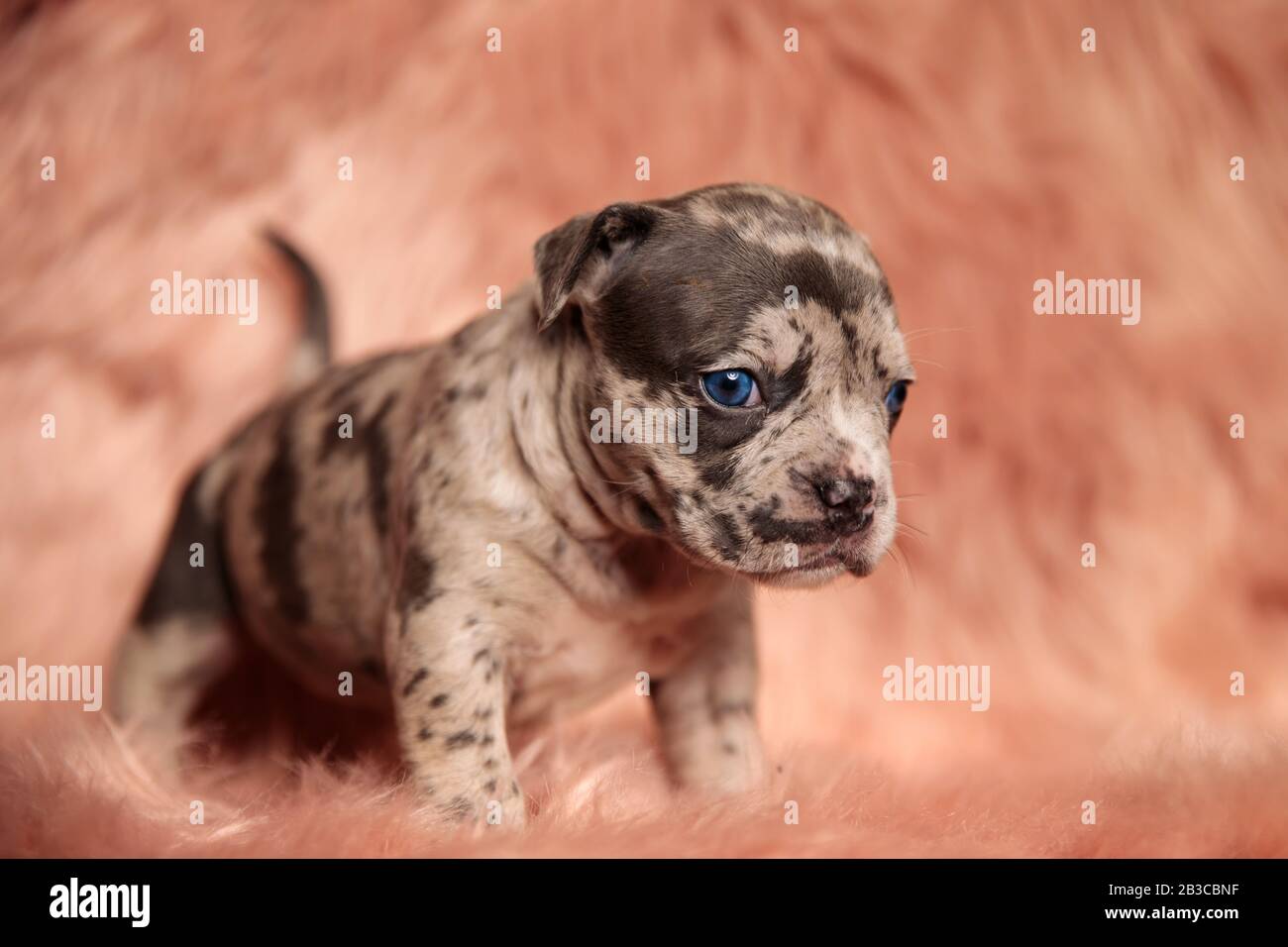 young american bully standing and looking to side on pink fur ...