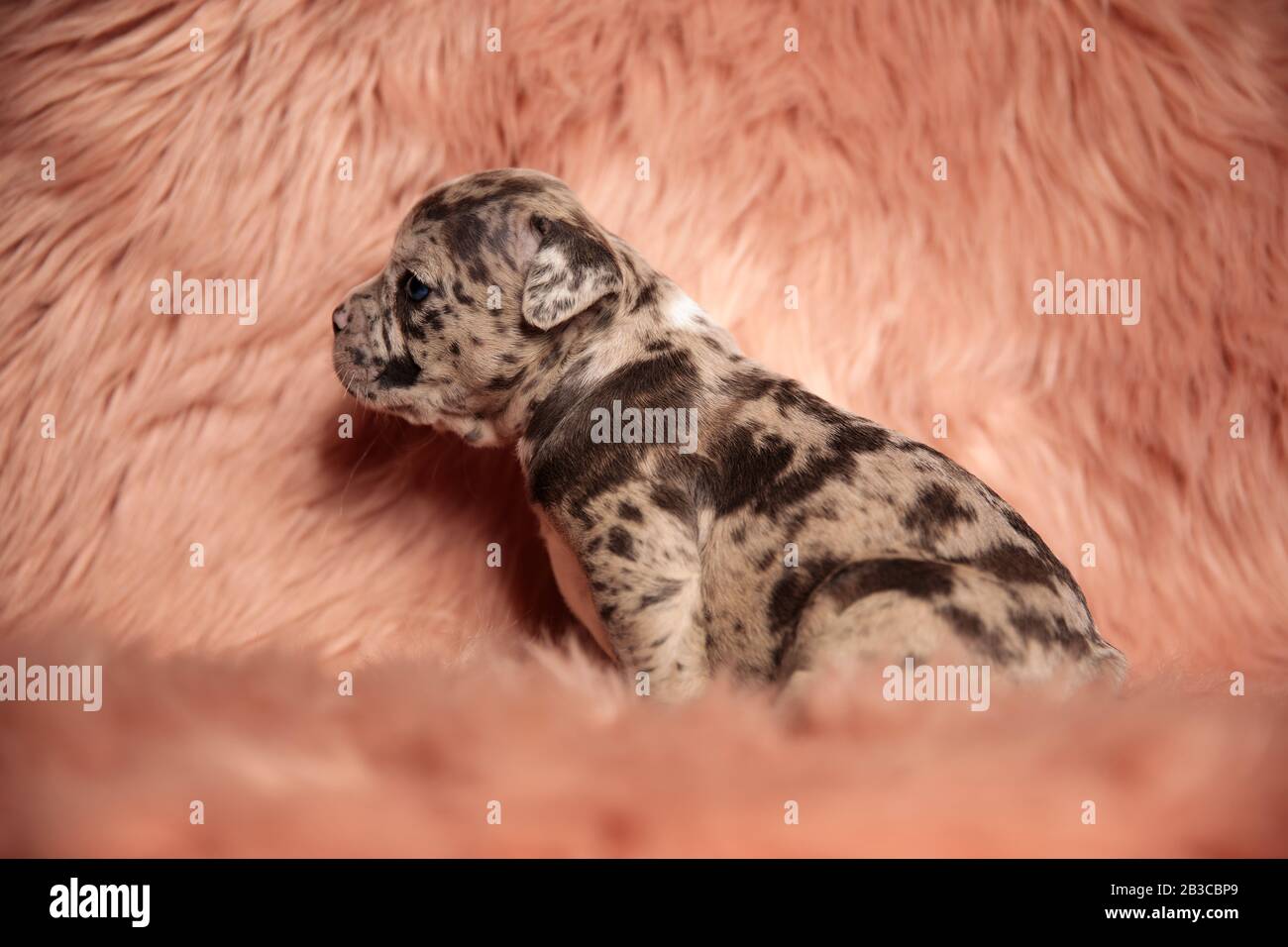 side view of little american bully sitting and looking to side on pink ...
