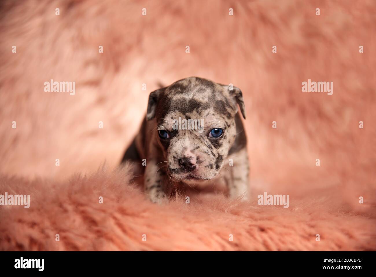 small american bully walking and looking to side on pink fur background ...