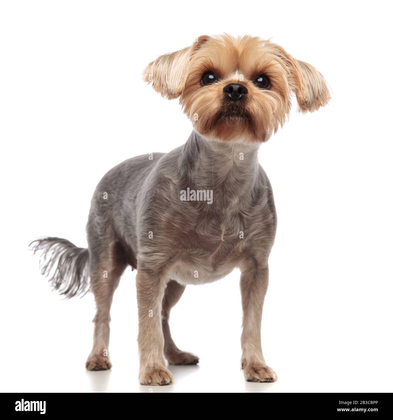 side view of cute yorkshire terrier looking up and standing isolated on ...