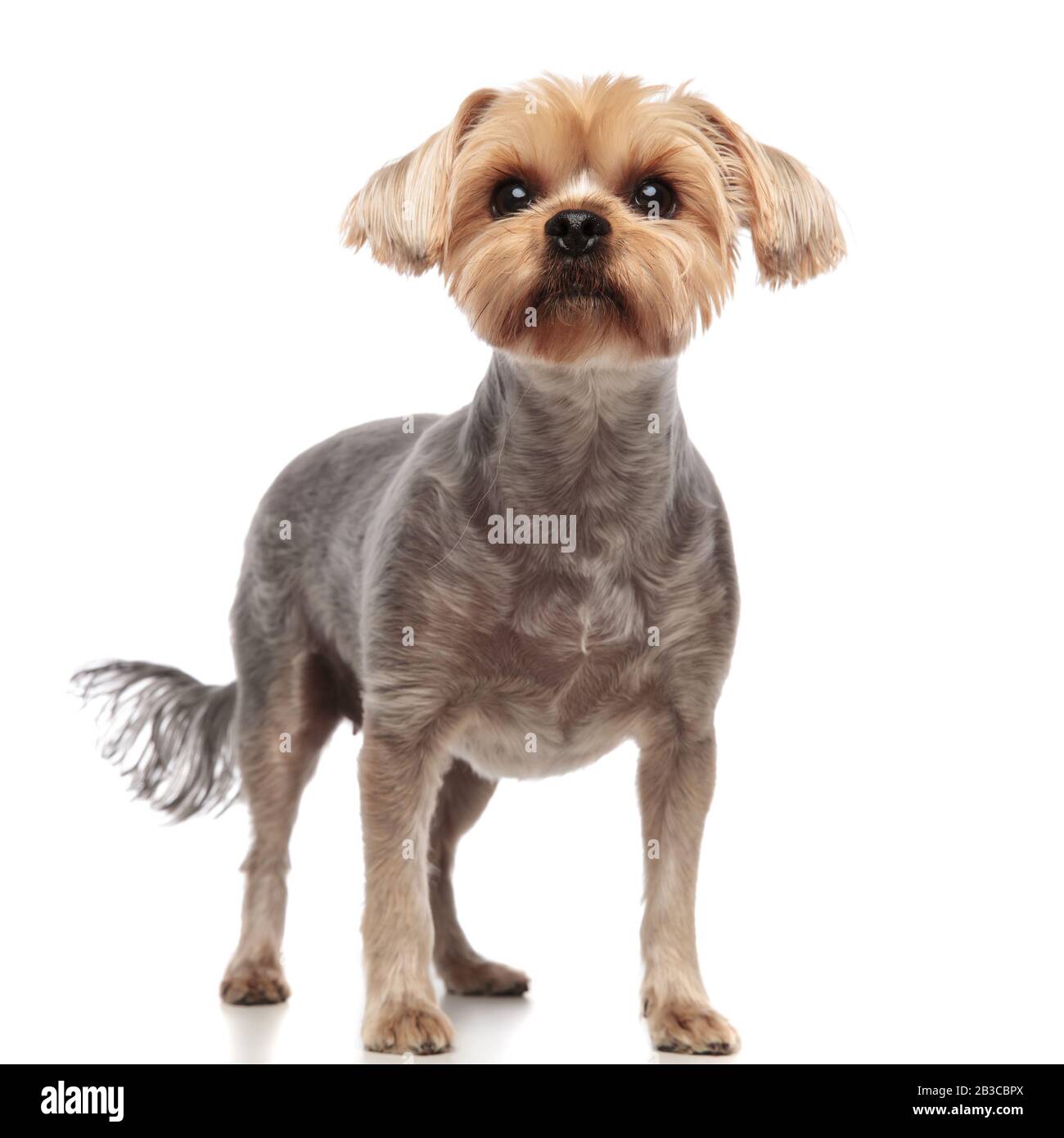 cute yorkshire terrier looking up and standing isolated on white ...