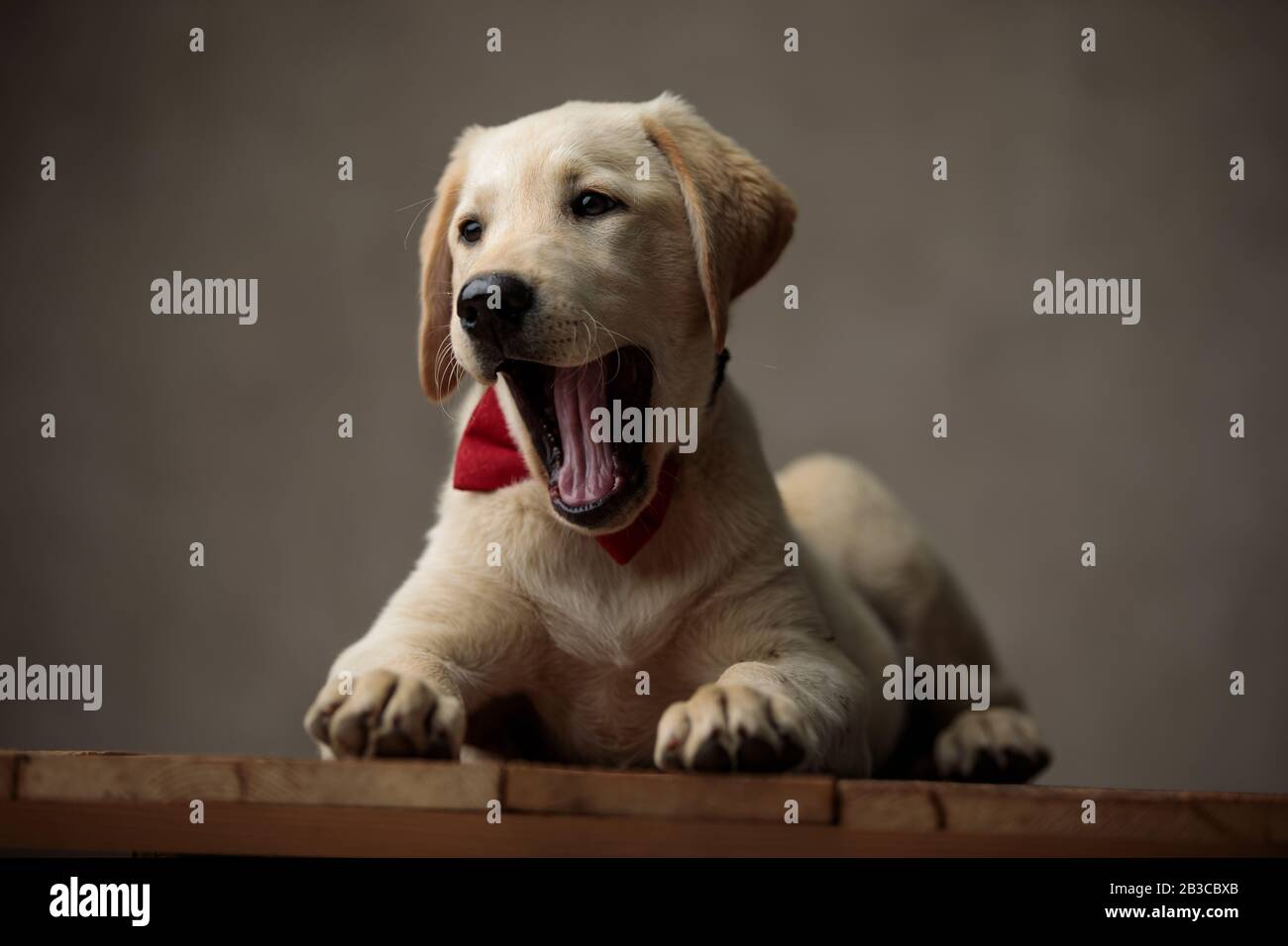 happy labrador retriever wearing red bowtie and panting, sticking out ...
