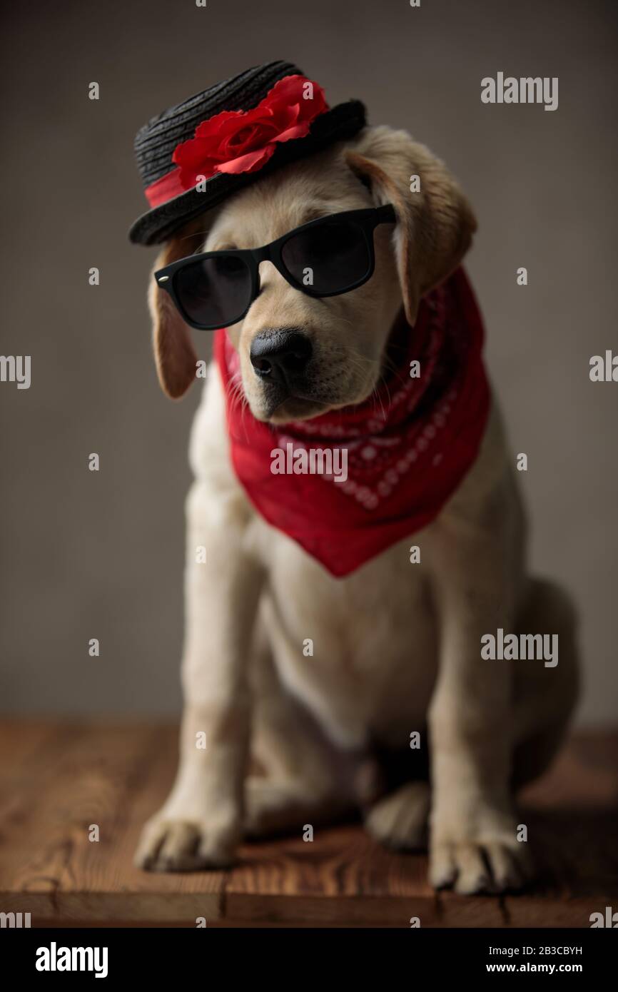 Black lab wearing hat hi-res stock photography and images - Alamy