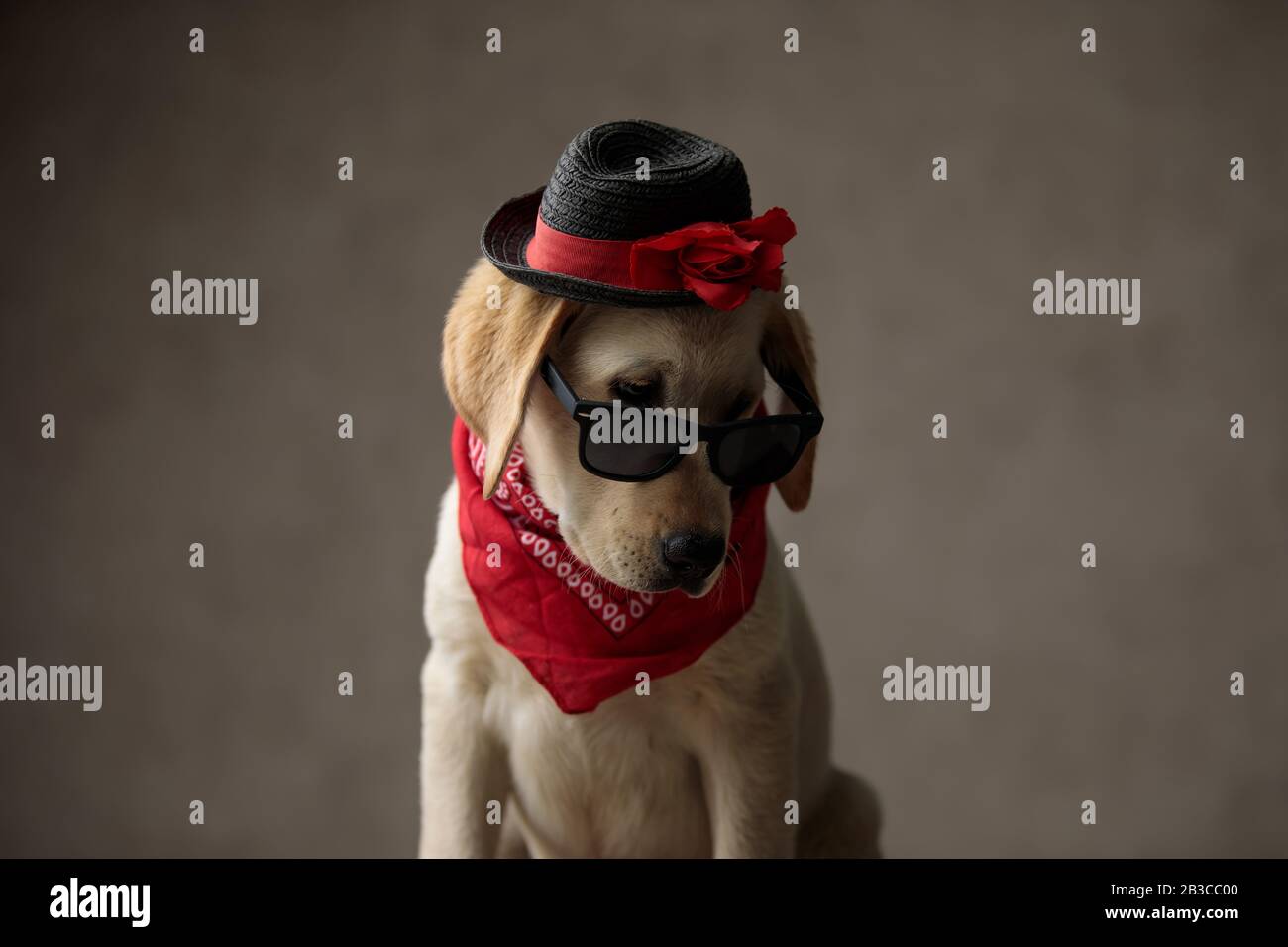 Black lab wearing hat hi-res stock photography and images - Alamy