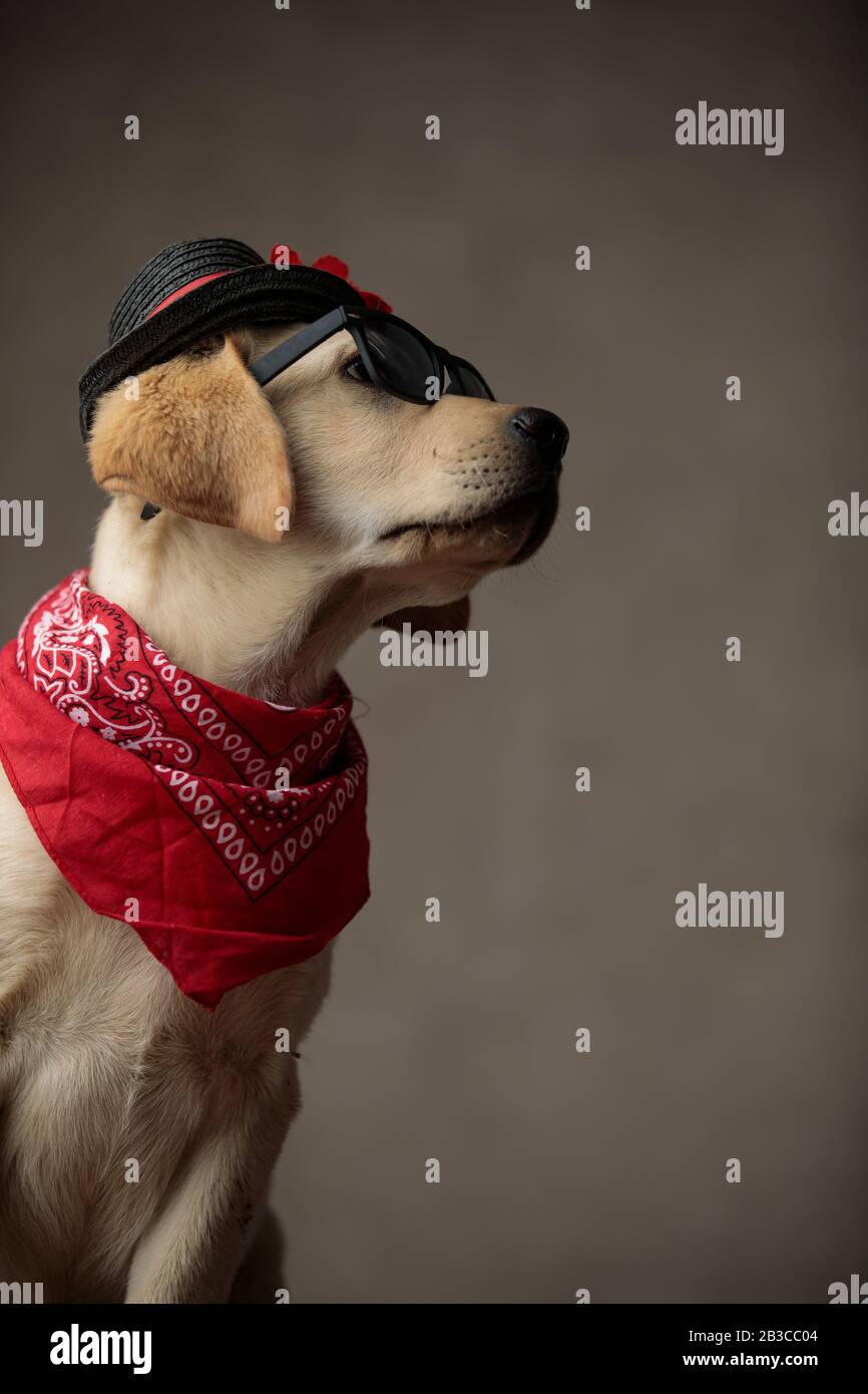 Black lab wearing hat hi-res stock photography and images - Alamy