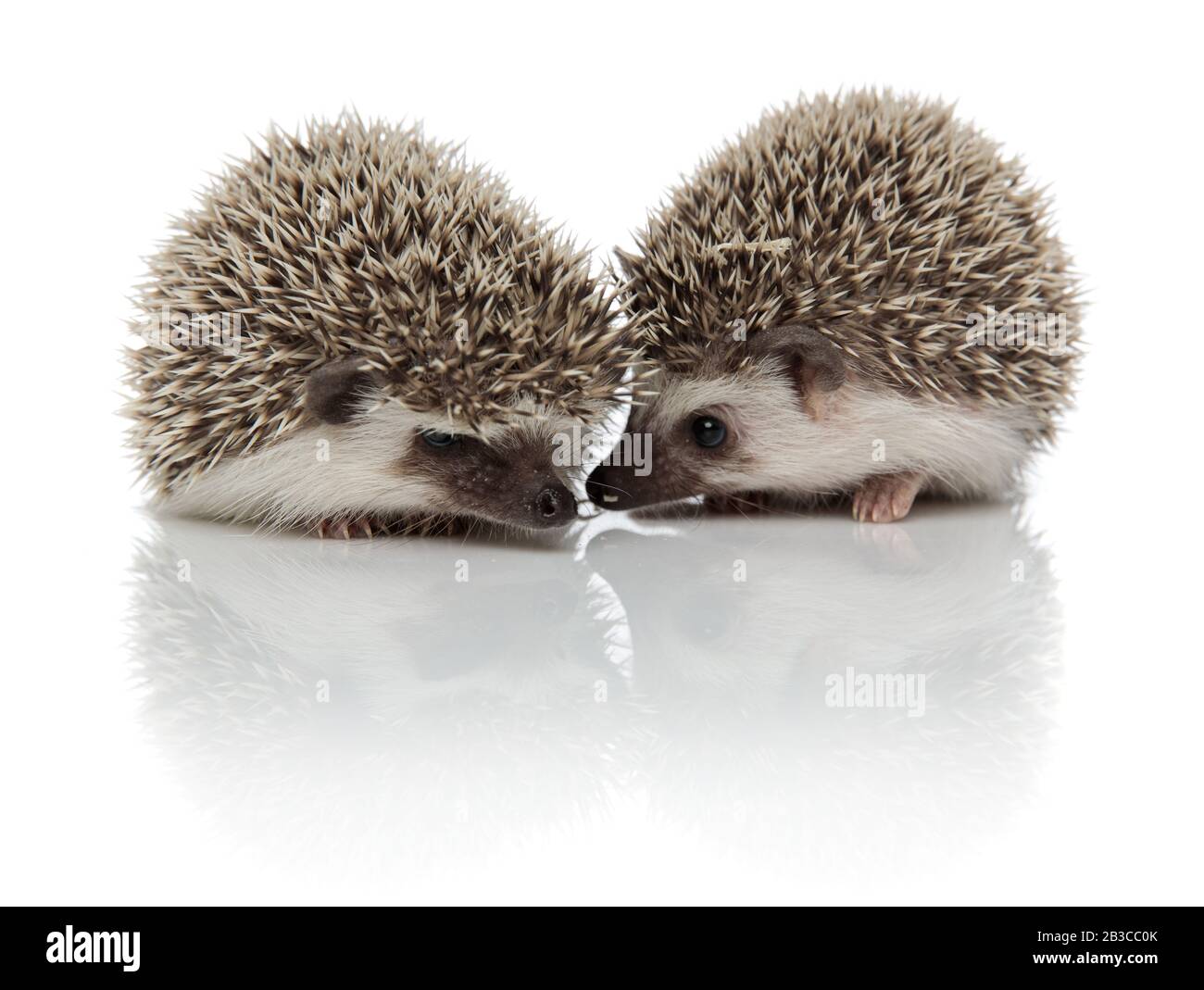 couple of two african hedgehogs standing face to face, sniffing and ...