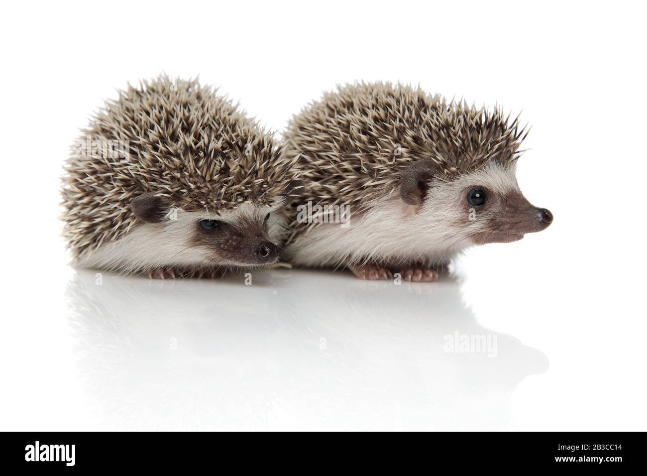 couple of two hedgehogs standing side by side, looking to side and ...