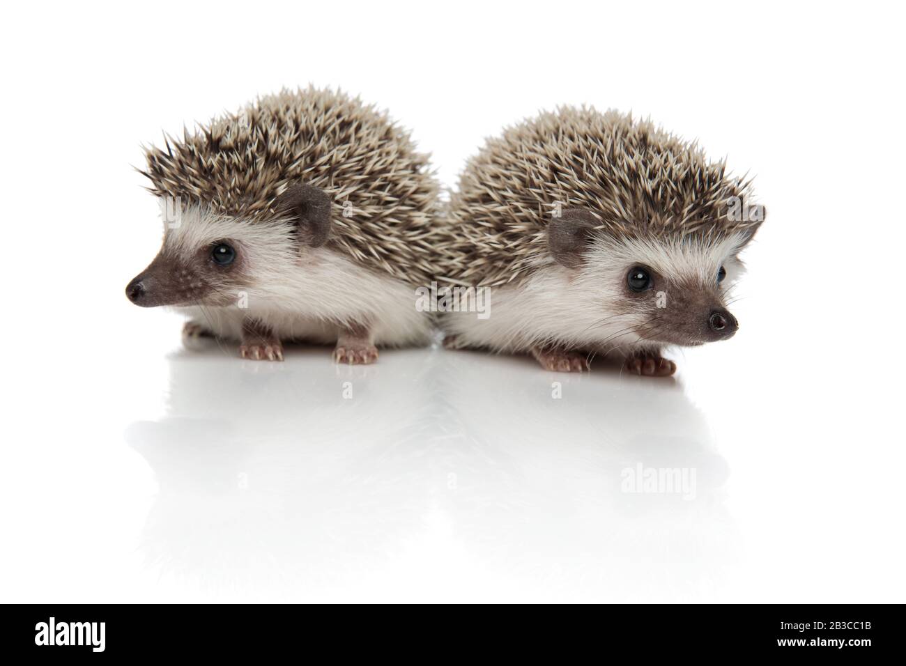 couple of two african hedgehogs standing back to back and looking to ...
