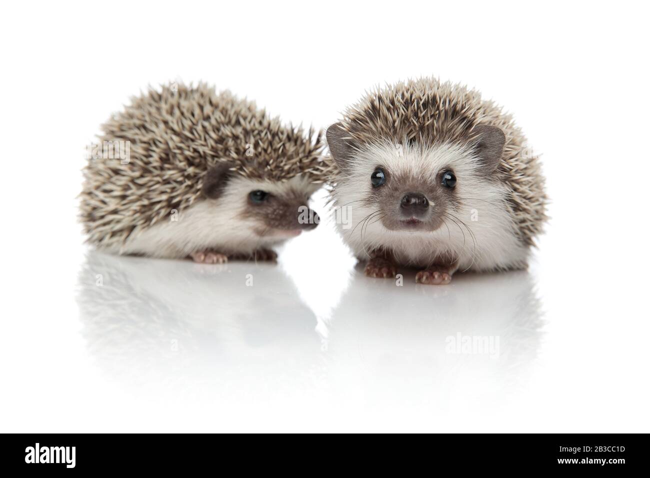 couple of two hedgehogs standing one in front of another, exploring and ...