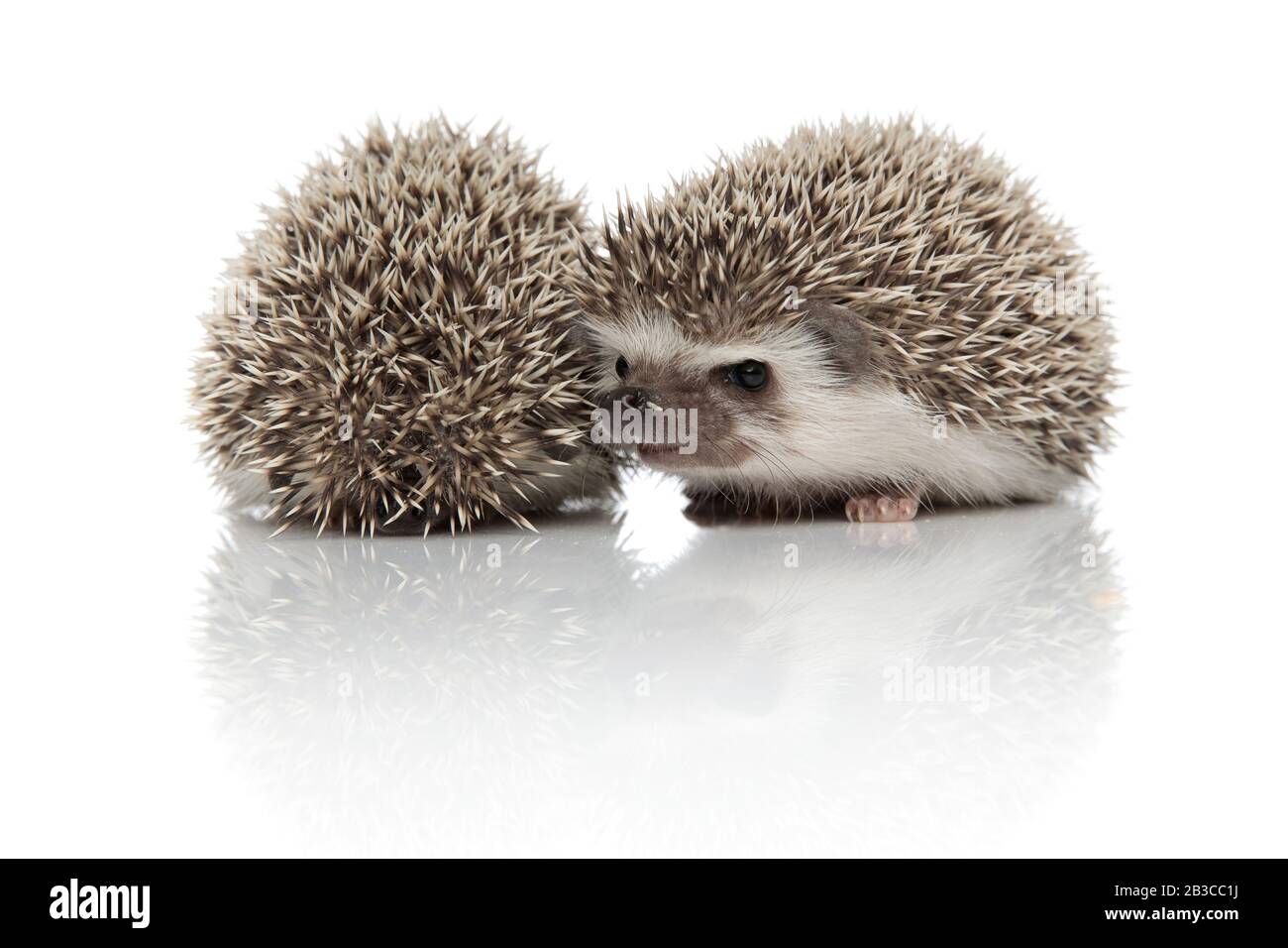 couple of two african hedgehogs standing side by side isolated on white ...