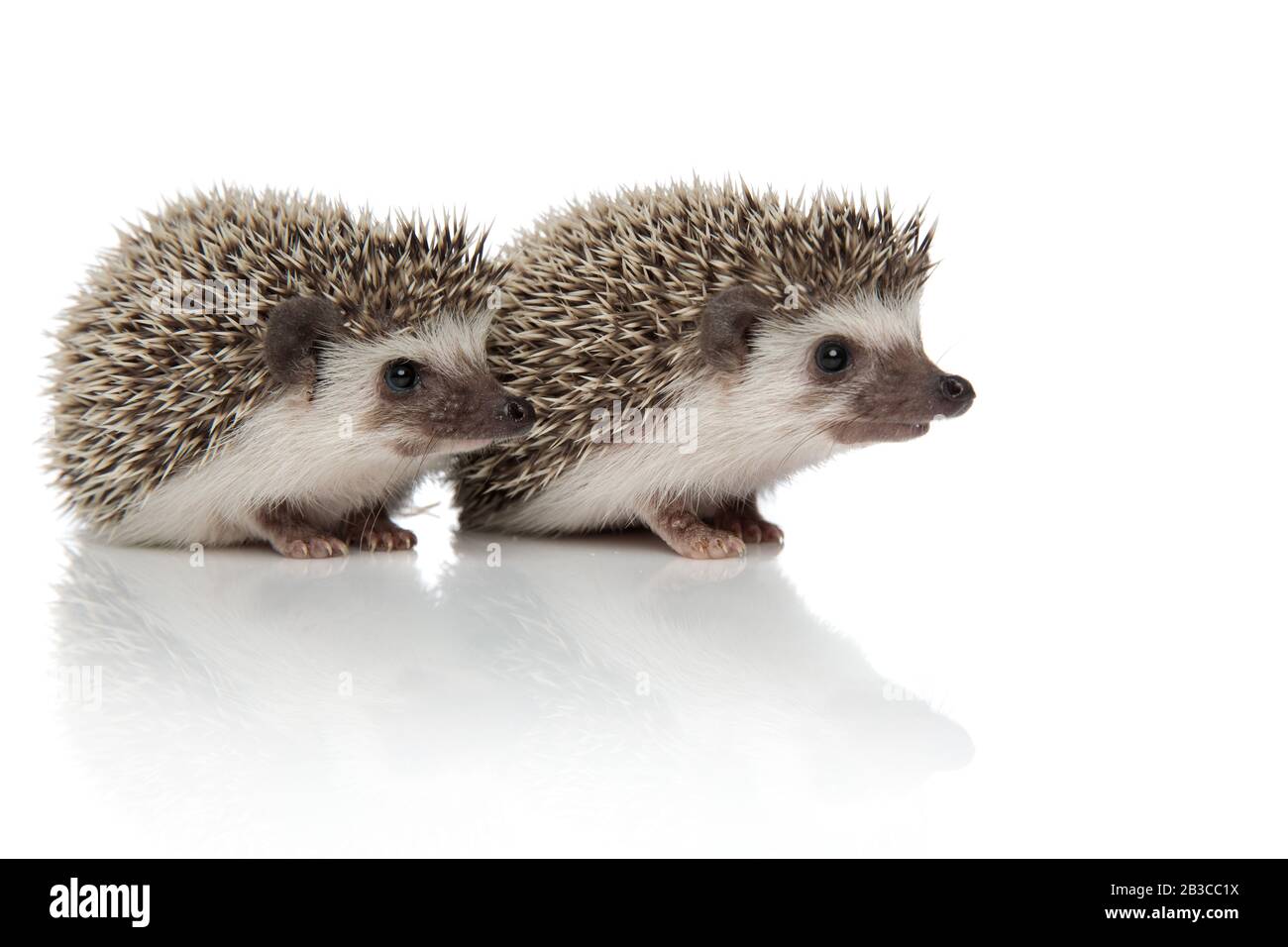 couple of two hedgehogs sitting one in front of another, looking to ...