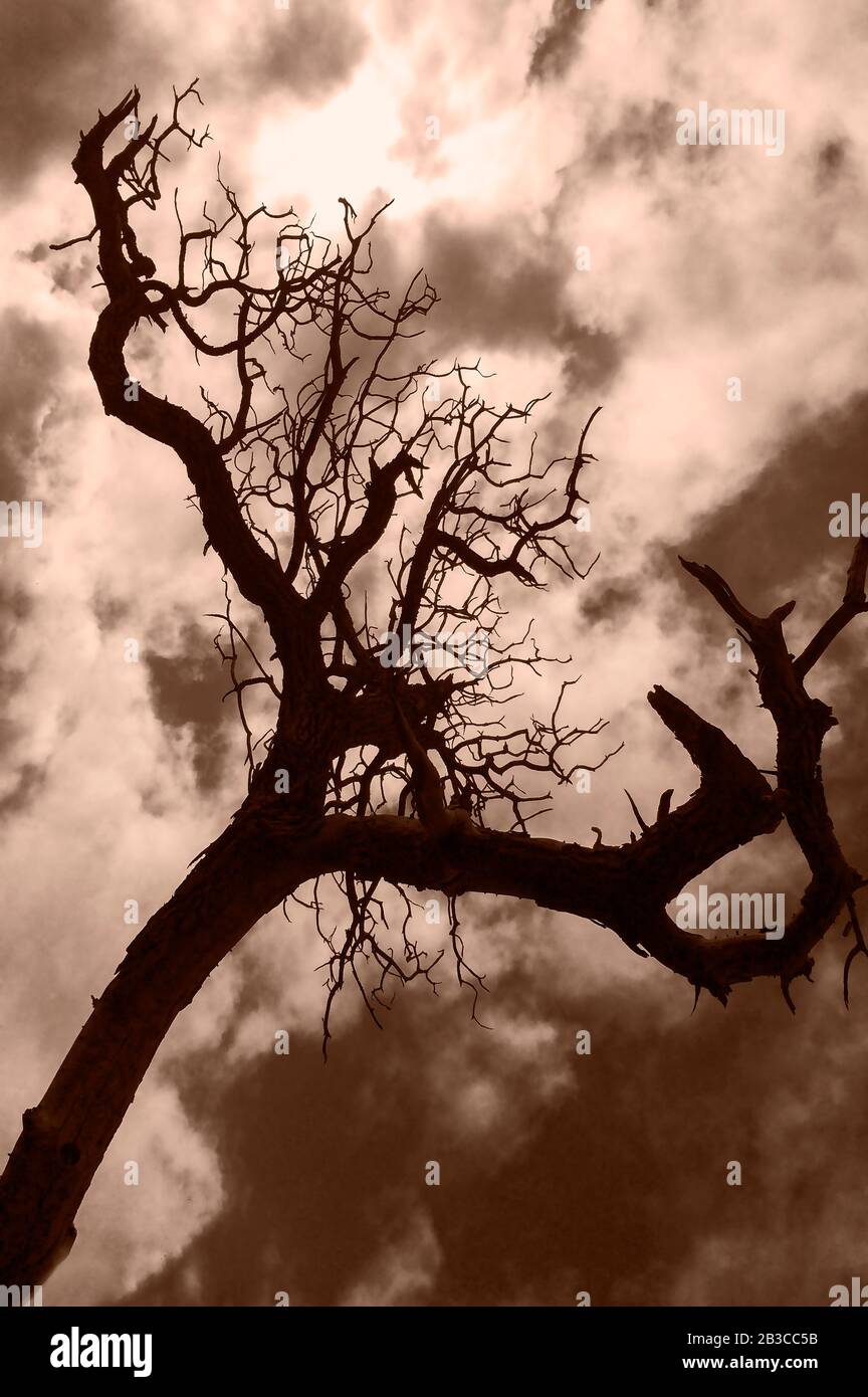 Silhouetted dead tree with branches that look like claws hi-res stock ...