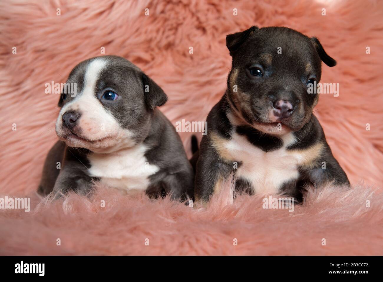 Lovely american bully puppies looking away confused while laying down ...
