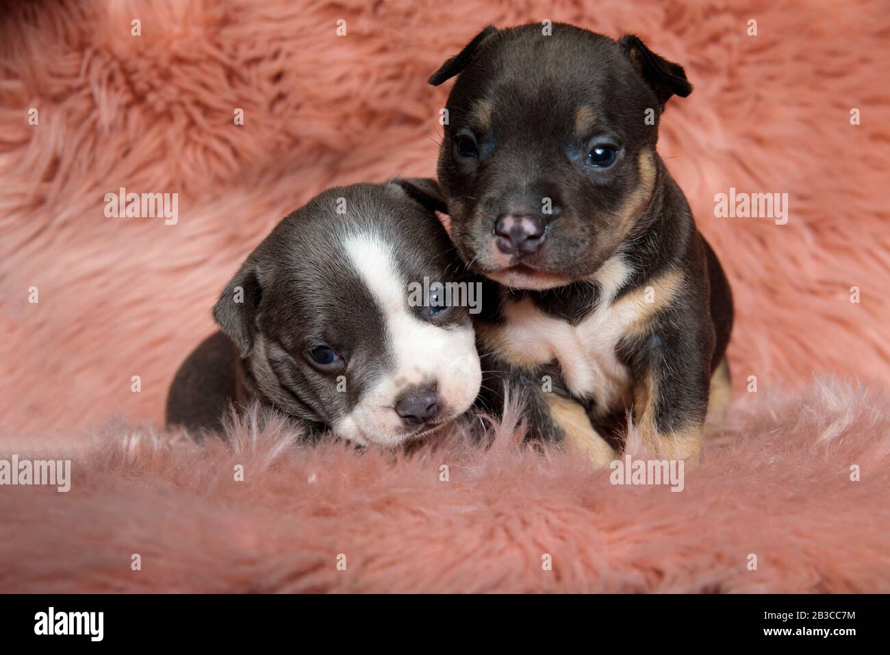 Cute Bully Puppies