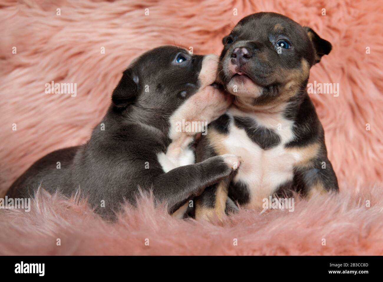 Cute American bully cubs kissing and playing with each other while ...
