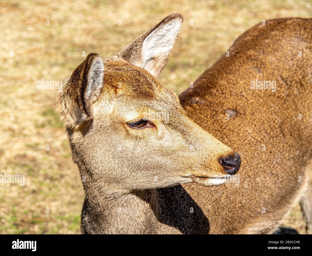 Deer Eyelashes High Resolution Stock Photography and Images - Alamy