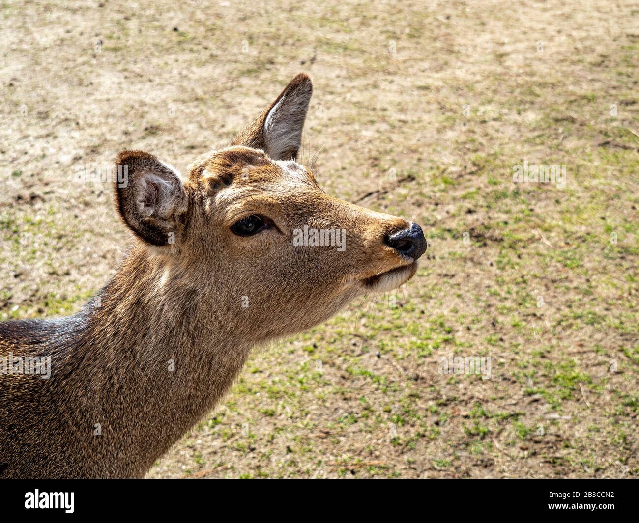 Face of deer hi-res stock photography and images - Alamy