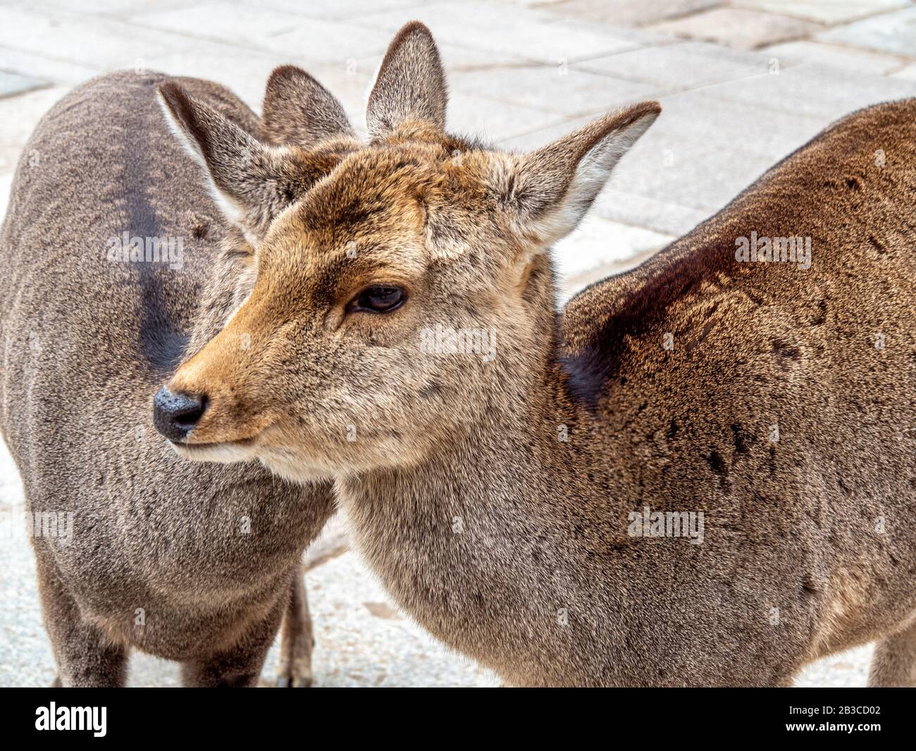 Deer eyelashes hi-res stock photography and images - Alamy