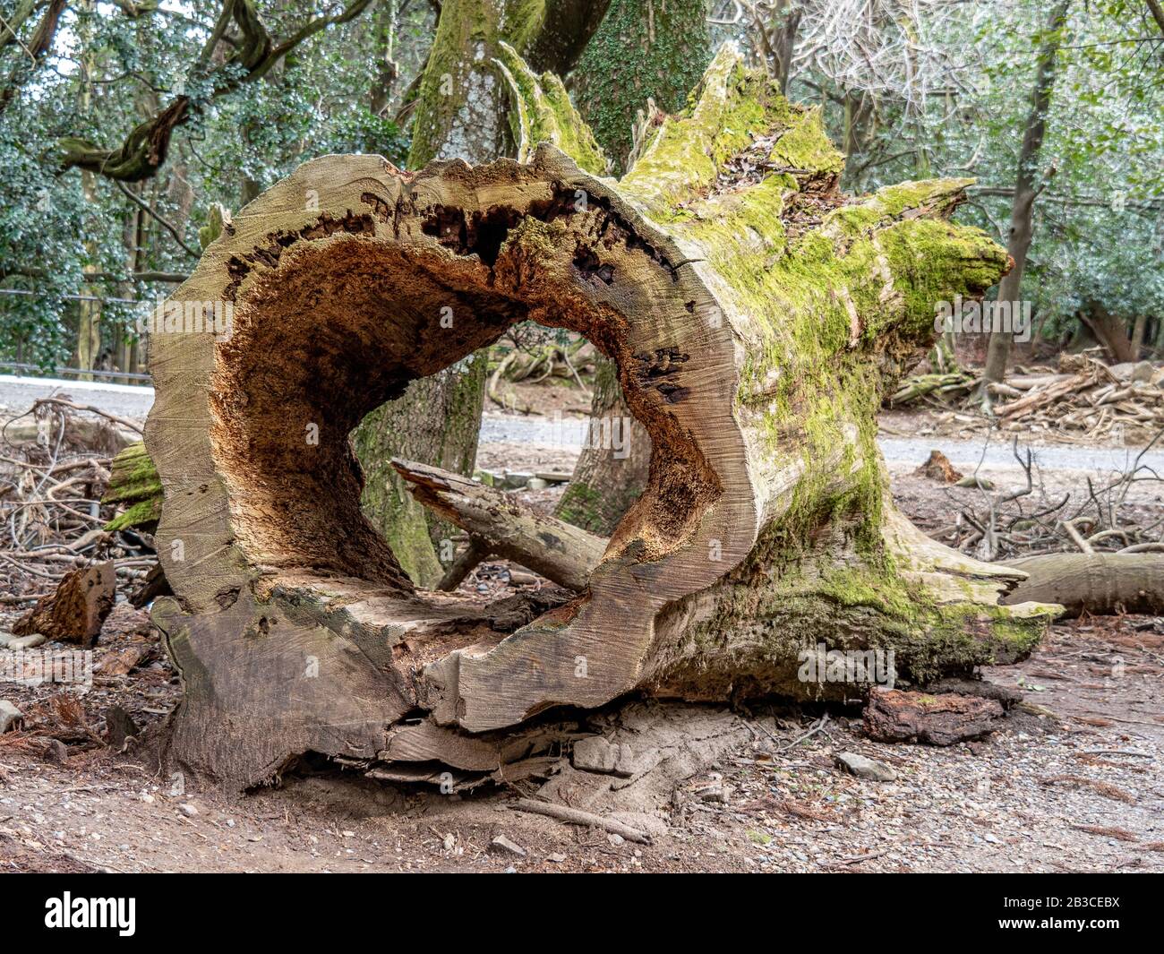 Very old large tree trunk hollow in the center and knocked over on side ...
