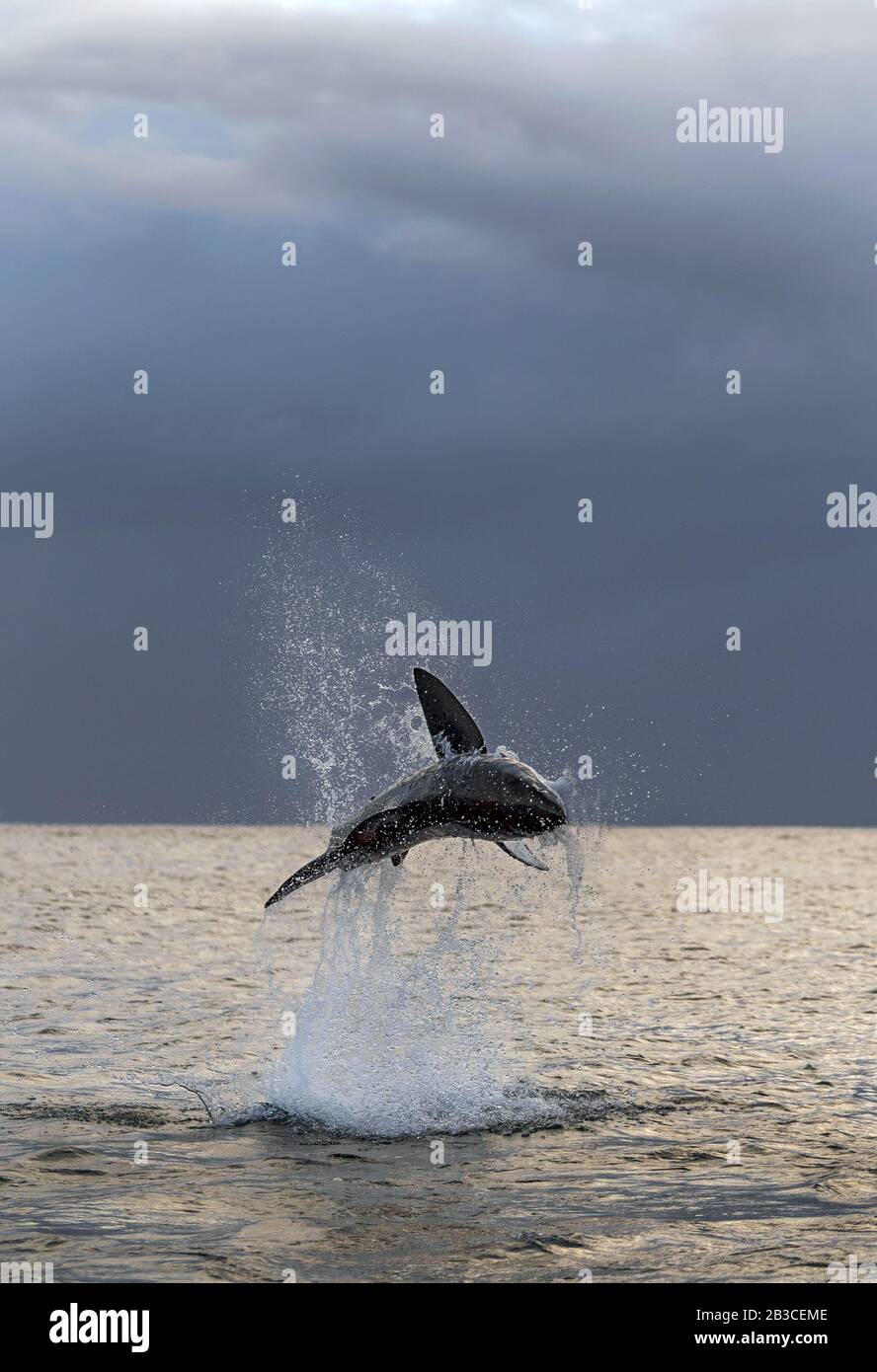 Breaching Great White Shark. Dawn sky and storm clouds background ...