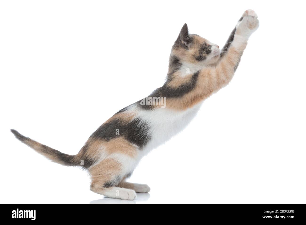 Side view of a lovely kitten playing and reaching for something while ...