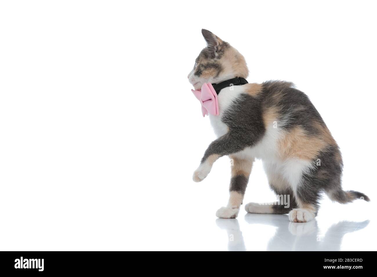 Side view of an adorable domestic cat playing while wearing a pink ...