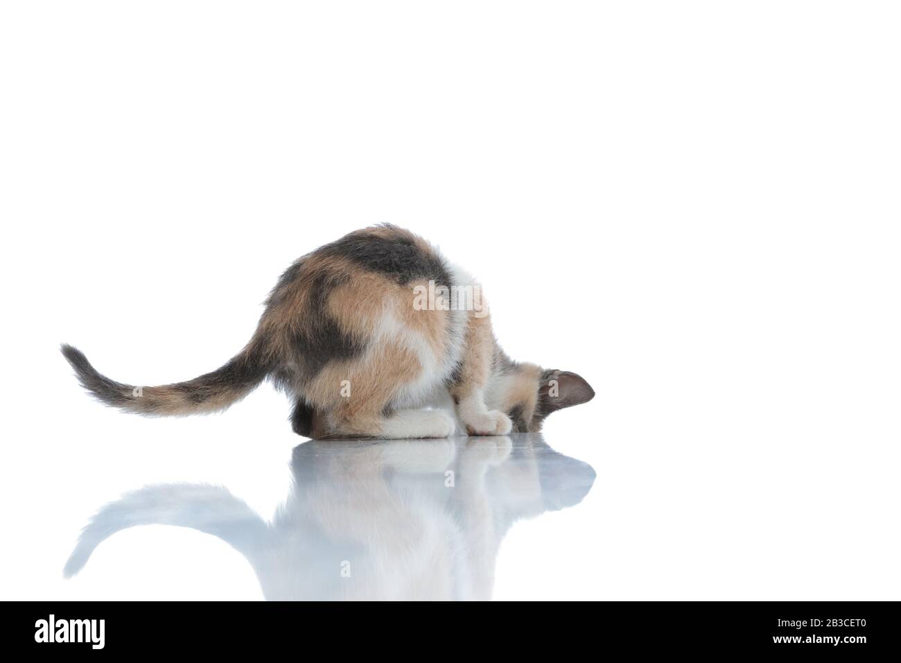Side view of a lovely kitten playing and rolling around while sitting ...
