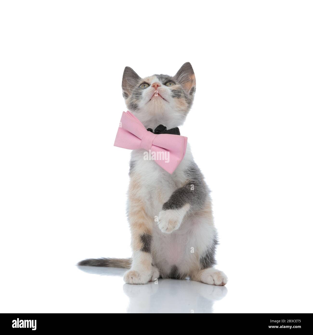 Eager cat curiously looking up while wearing a pink bowtie and sitting ...