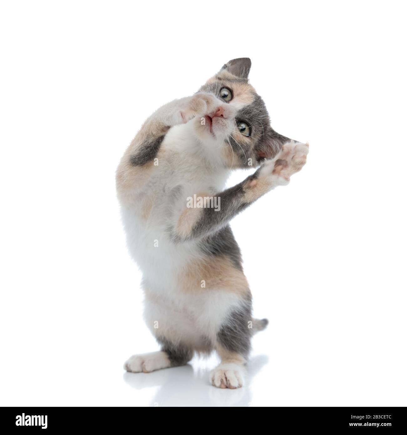Lovely kitten playing and looking clumsy while standing on white studio ...