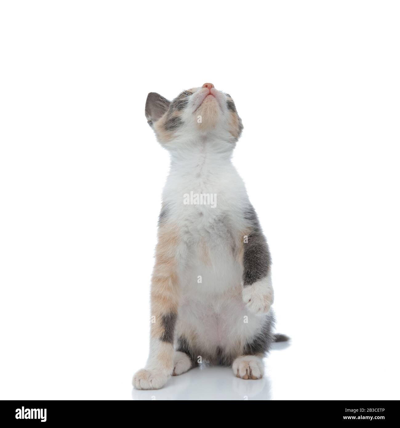 Eager cat looking up while sitting on white studio background Stock ...