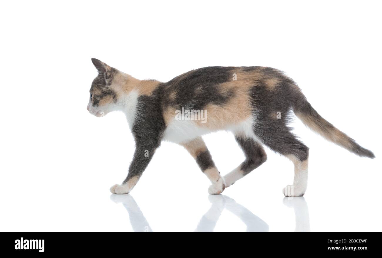 Side view of a wondering domestic cat searching while stepping on white ...