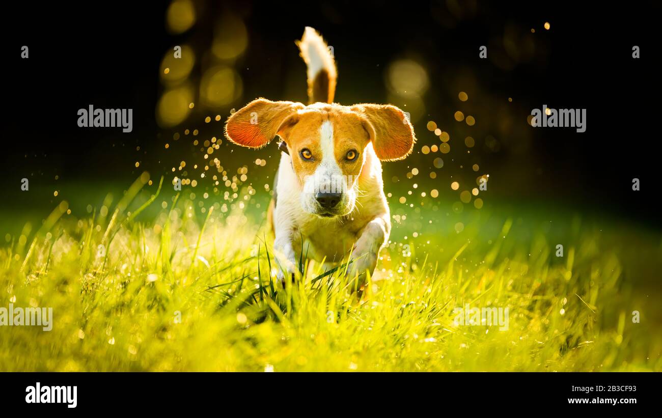 Dog Beagle running fast and jumping with tongue out through green grass field in a spring Stock ...