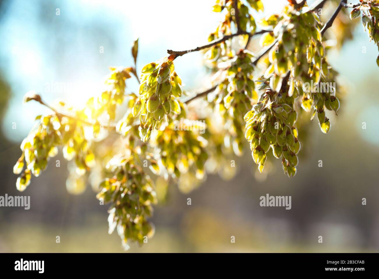 tree branch with buds background, spring. floral background Stock Photo ...